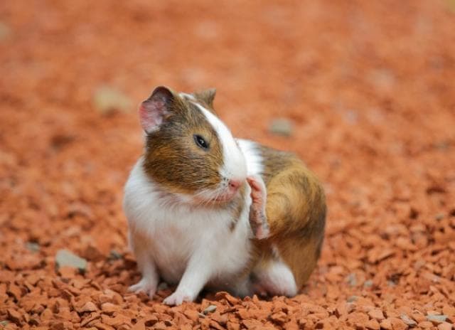 Ringworm Infection in Guinea Pigs | PetMD