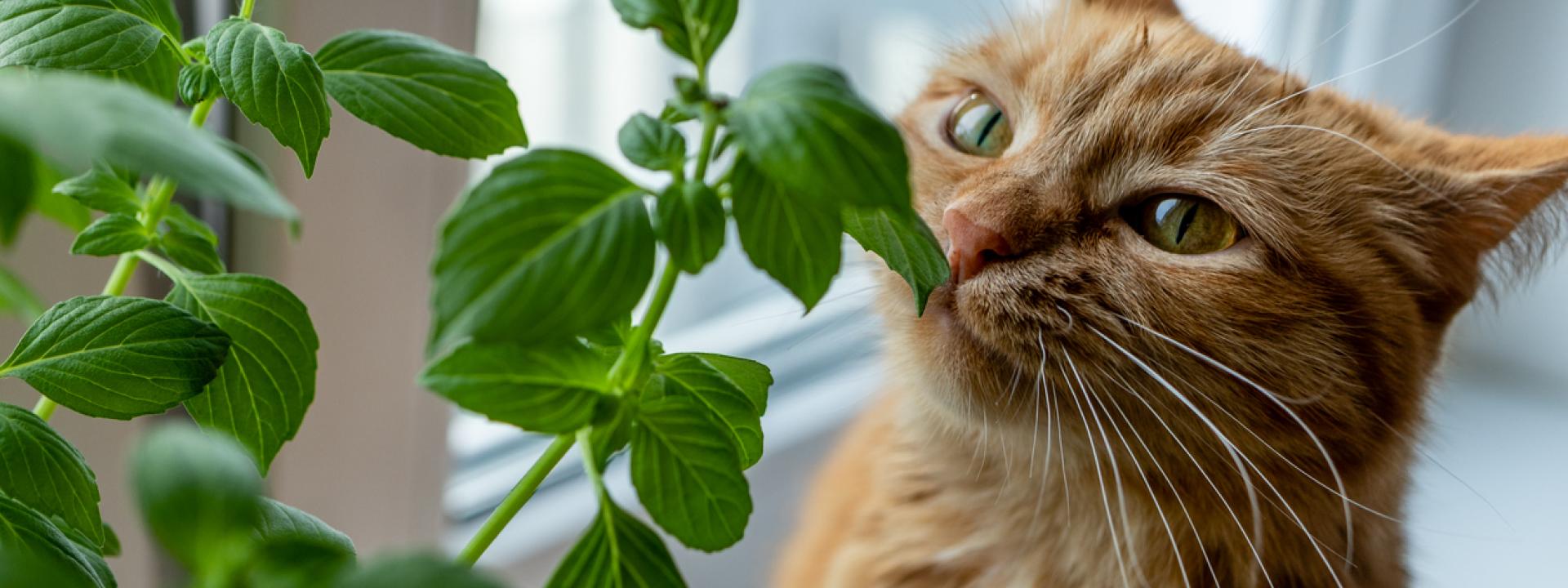 The Best Pet Health & Care Advice from Real Vets | PetMD