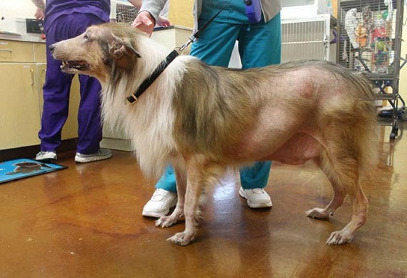 5 Rare Diseases of Dogs | PetMD