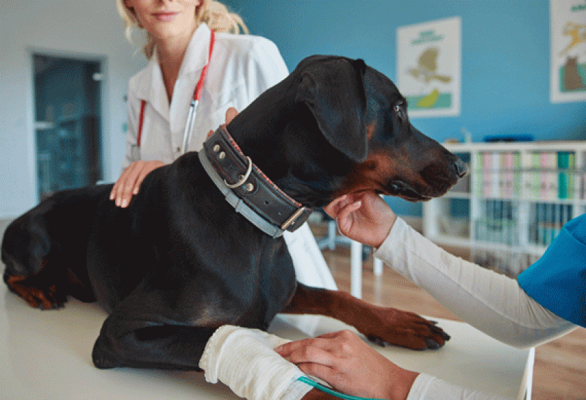 Mold Toxicity in Dogs and Cats | PetMD