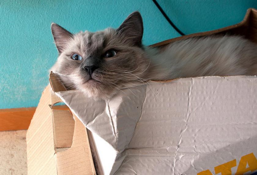 Top 10 Fat Cat Breeds Cat Breeds Prone To Weight Issues PetMD top-10-fat-cat-breeds-cat-breeds-prone-to-weight-issues-petmd