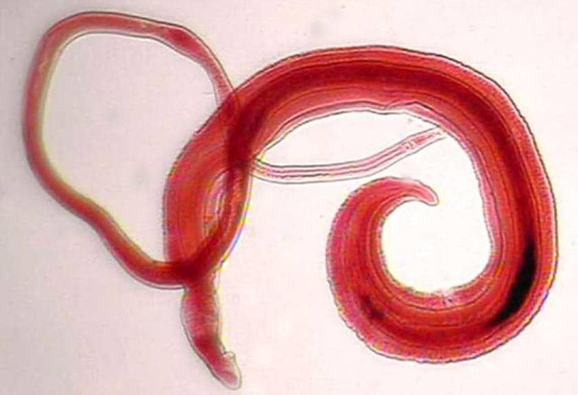 7 Water Parasites and Diseases that Can Infect Your Dog | PetMD