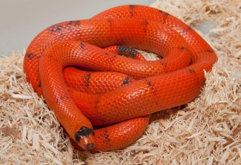 Pet Snakes That Stay Small | PetMD