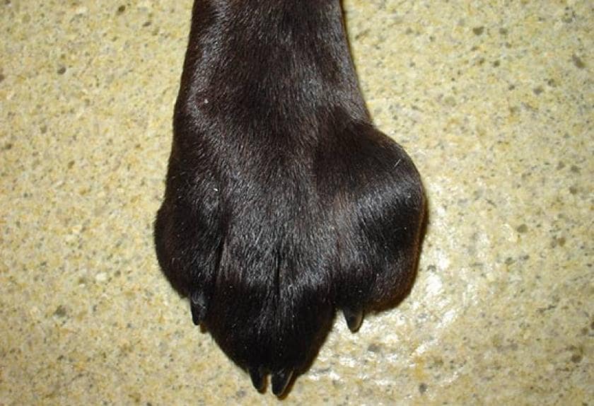 Most Common Tumors and Cancers Found in Dogs | PetMD