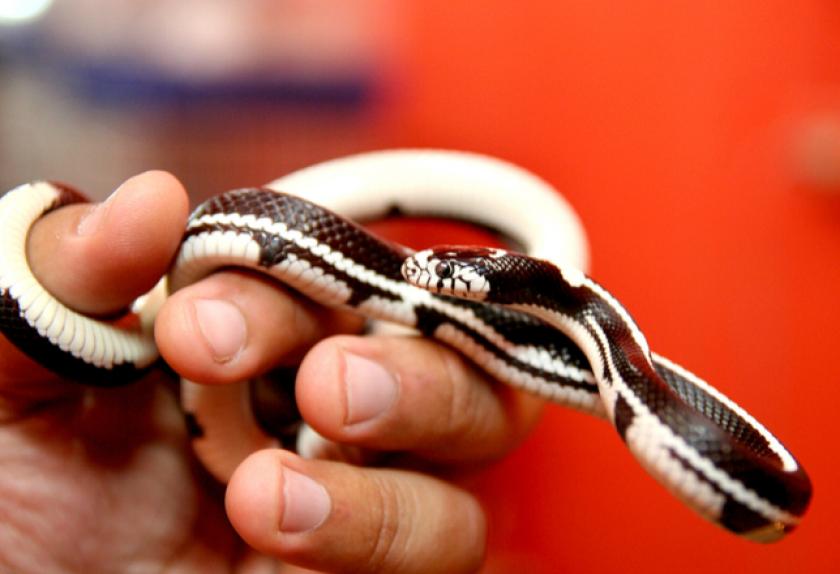 Pet Snakes That Stay Small | PetMD