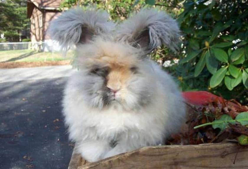 Giant Rabbits! | PetMD