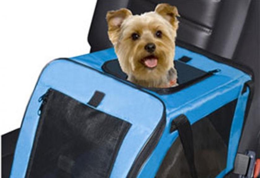 10 Car Safety Items for Your Pet | PetMD