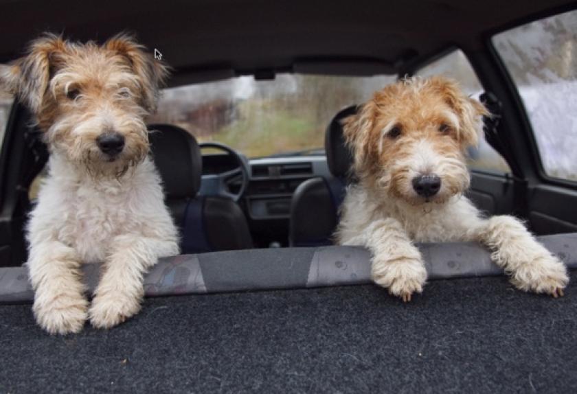 10 Car Safety Items for Your Pet | PetMD