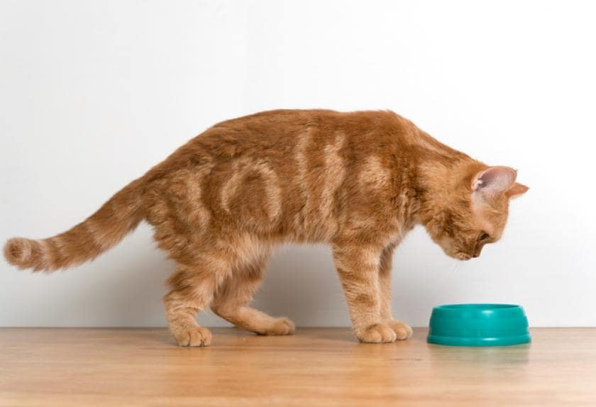7 Common Cat Allergies | PetMD