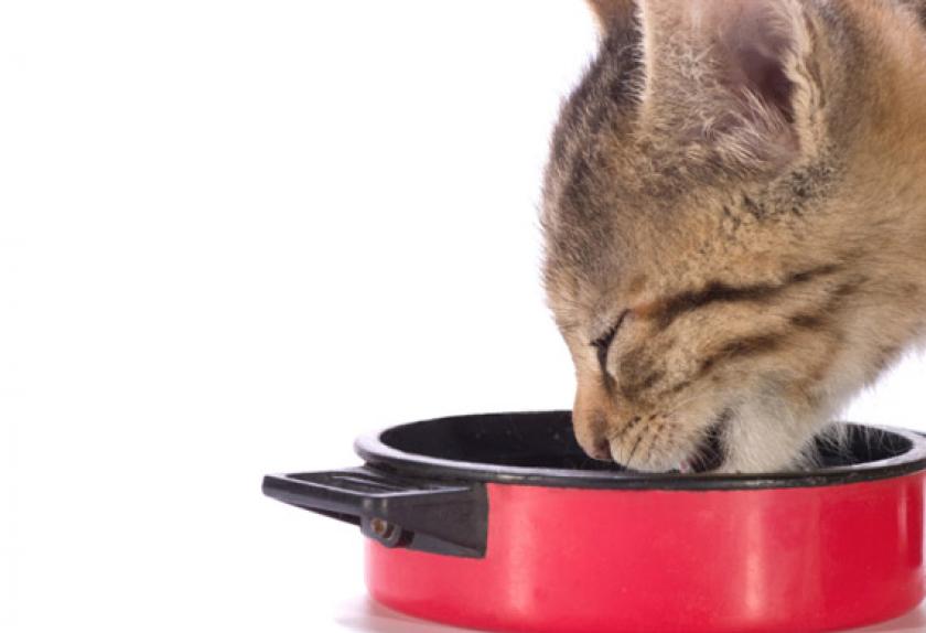 Are You Overfeeding Your Cat? - Steps to Avoid Cat Obesity Issues | PetMD