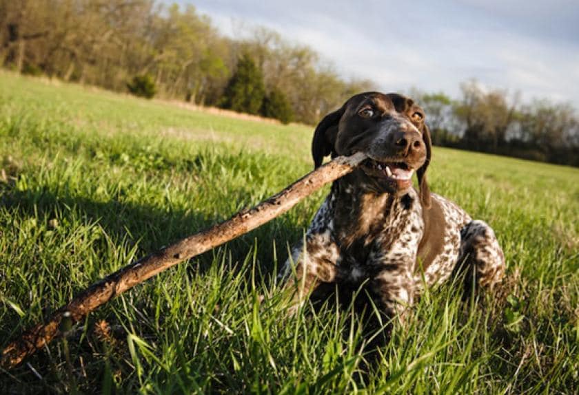 10 Healthiest Dog Breeds | PetMD