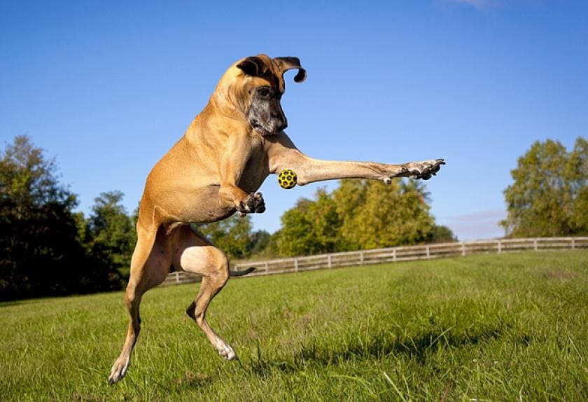 5 Common Back Problems in Dogs | PetMD
