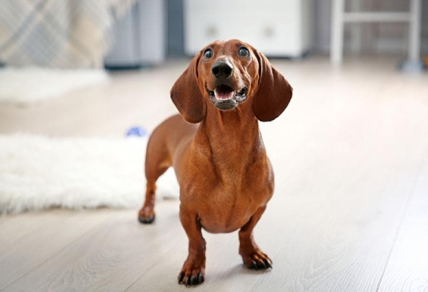 5 Common Back Problems in Dogs | PetMD