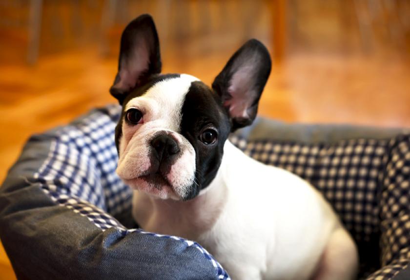 The 6 Most Common Genetic Disorders in Dogs | PetMD