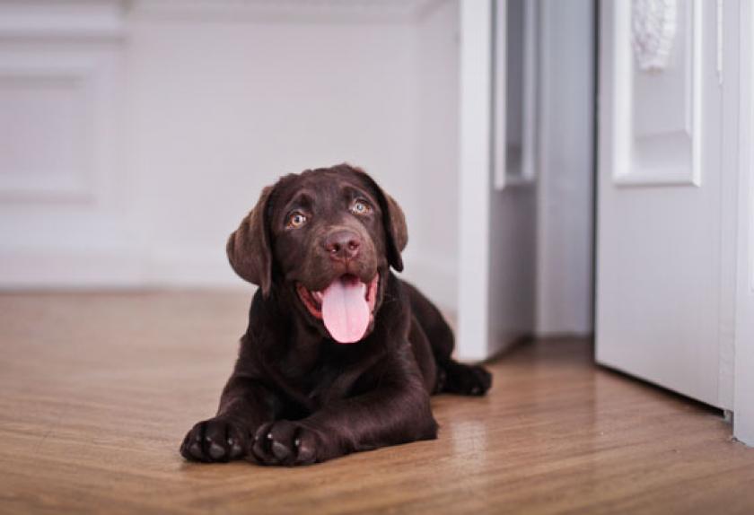 3 Puppy Teething Tips That Will Save Your Stuff