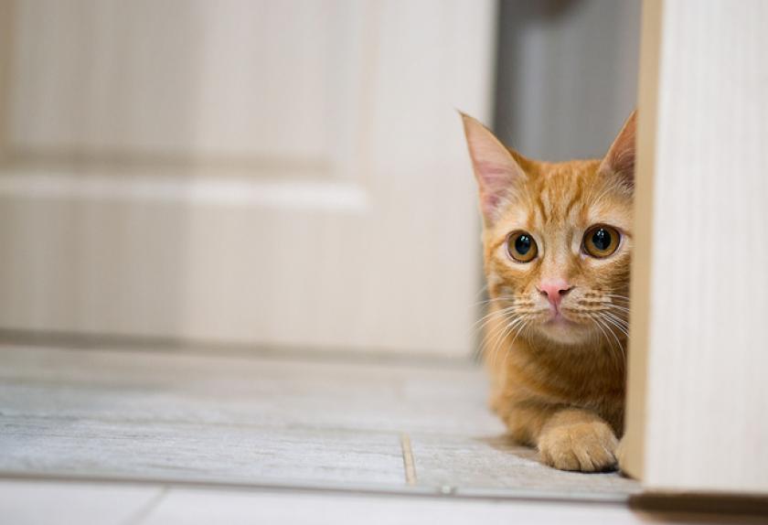 Leaving Your Cat Alone: 9 Things You Need to Know | PetMD