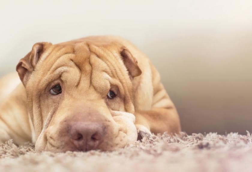 5 Types of Skin Cancer in Dogs | PetMD