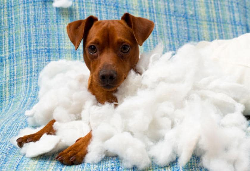 3 Puppy Teething Tips That Will Save Your Stuff