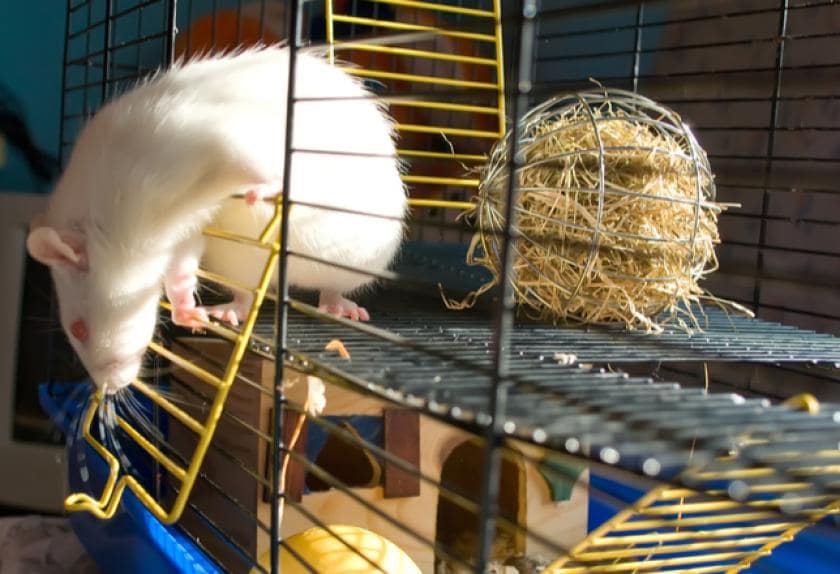 The Best and Coolest Rat Cages