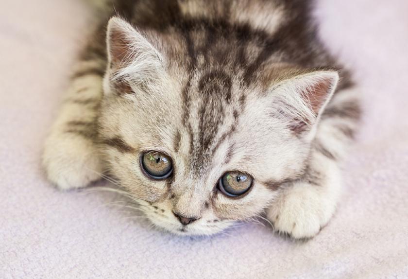 8 Cat Sounds and What They Mean | PetMD