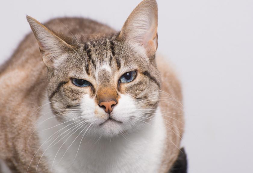 8 Cat Sounds and What They Mean | PetMD