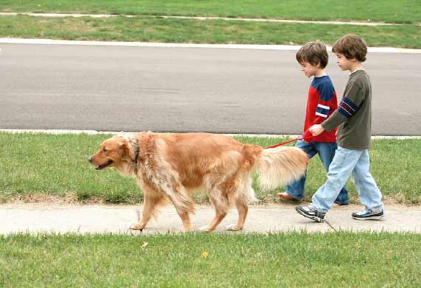 Top Ten Health Benefits Walking Provides Your Pet | PetMD