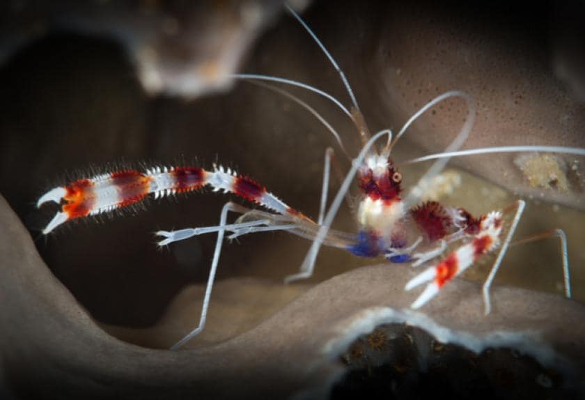 The Best Cleaner Shrimp for Saltwater Fish Tanks | The Best Cleaner ...