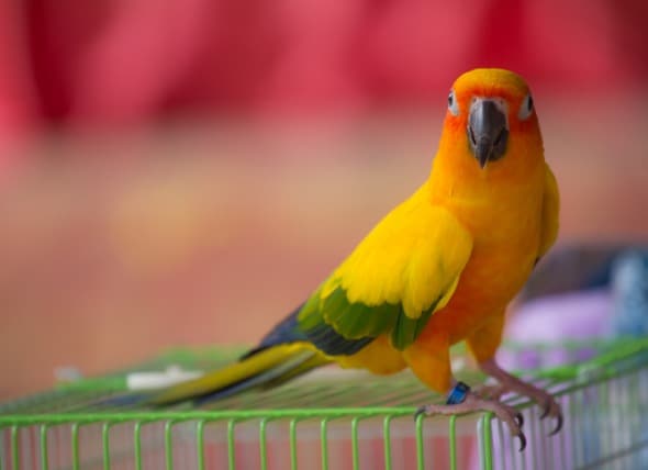 What to Do if Your Bird’s Beak is Overgrown | PetMD