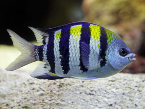 Lateral Line Organ in Fish | PetMD