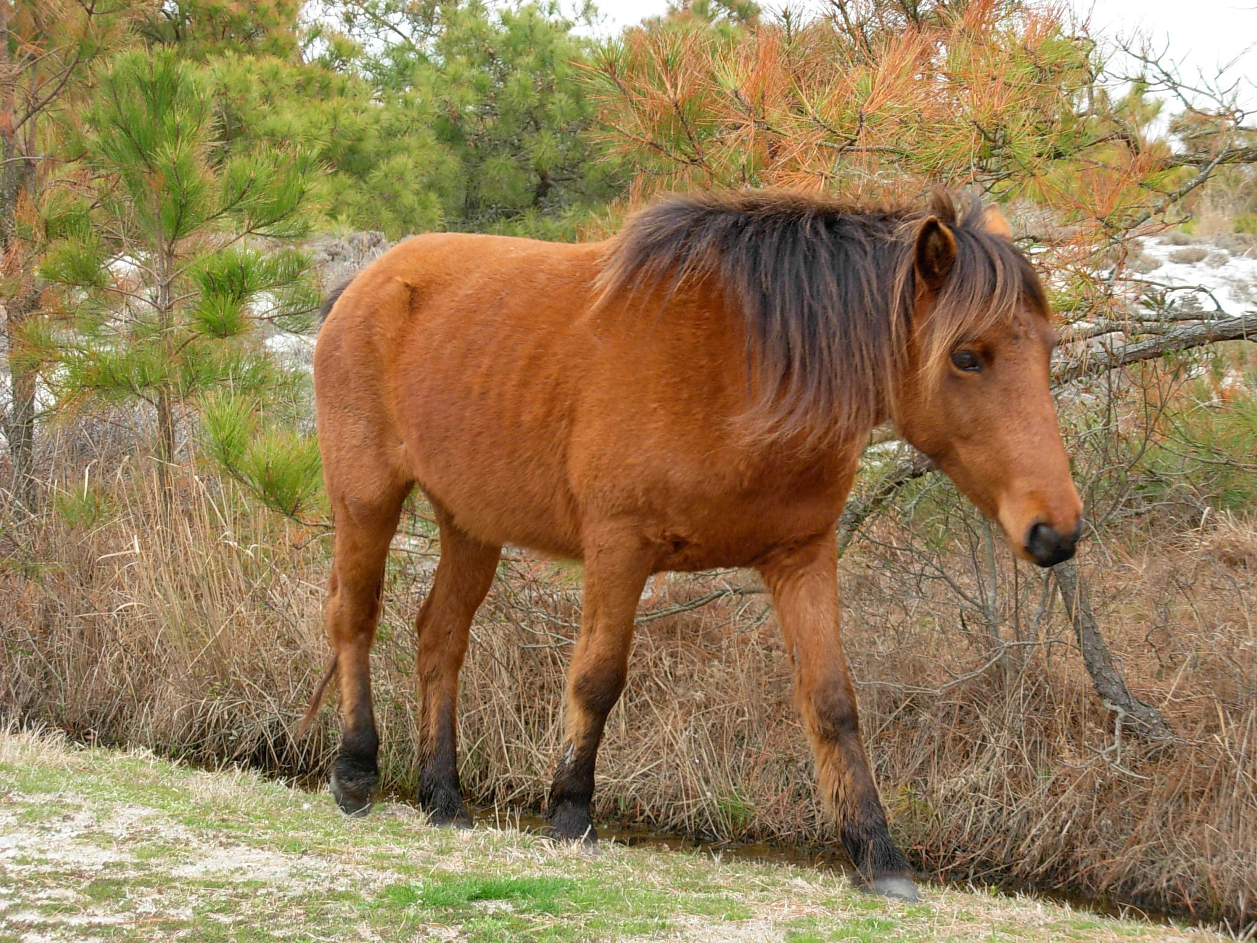 The Wild Ponies of Chincoteague | Assateague Island Ponies | Daily Vet ...